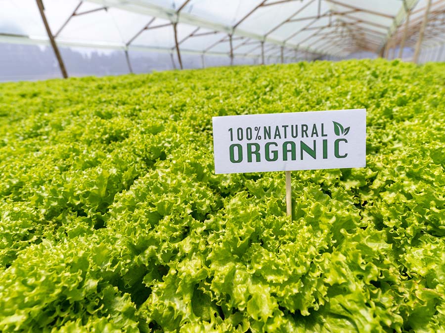 The Benefits of Eating Organically Farmed Foods – Nom Nom Nola